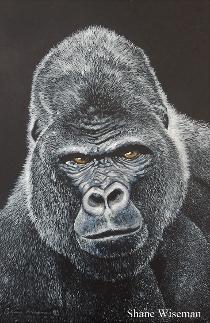 Animal Paintings by Shane